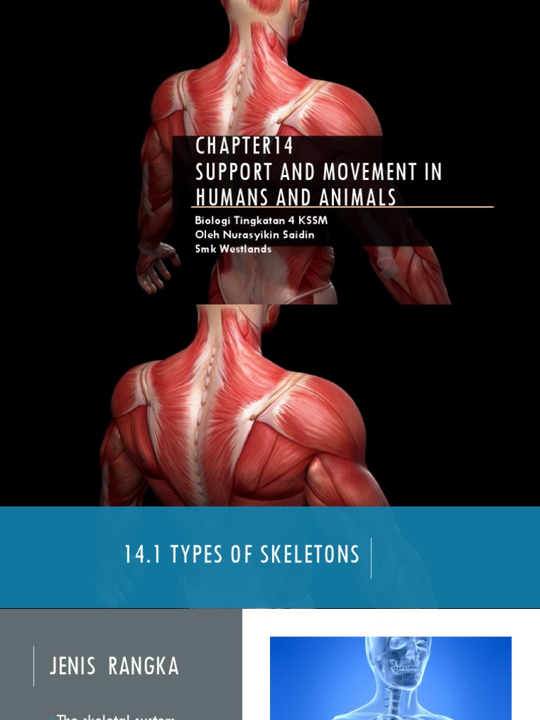Bio T4 DLP KSSM Chapter 14 Support & Movement in Humans and Animals ...