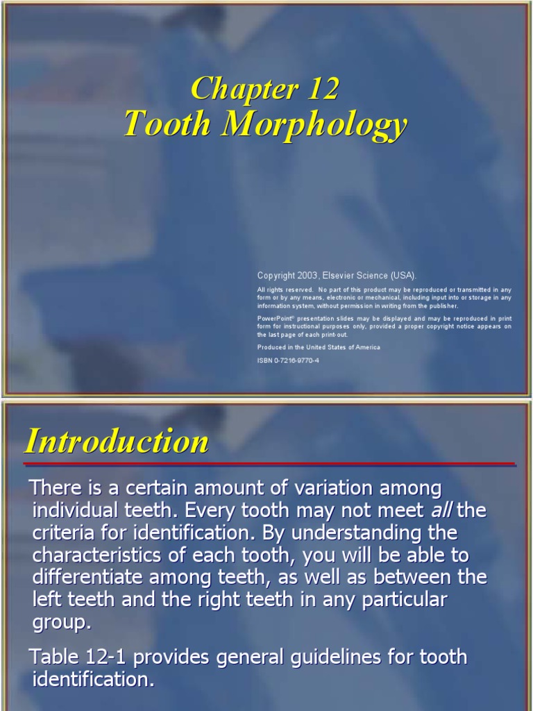 Tooth Morph | PDF | Human Head And Neck | Tooth