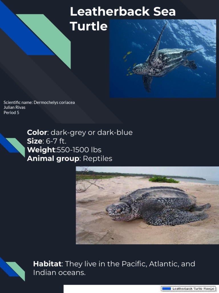 Leatherback Sea Turtle | PDF