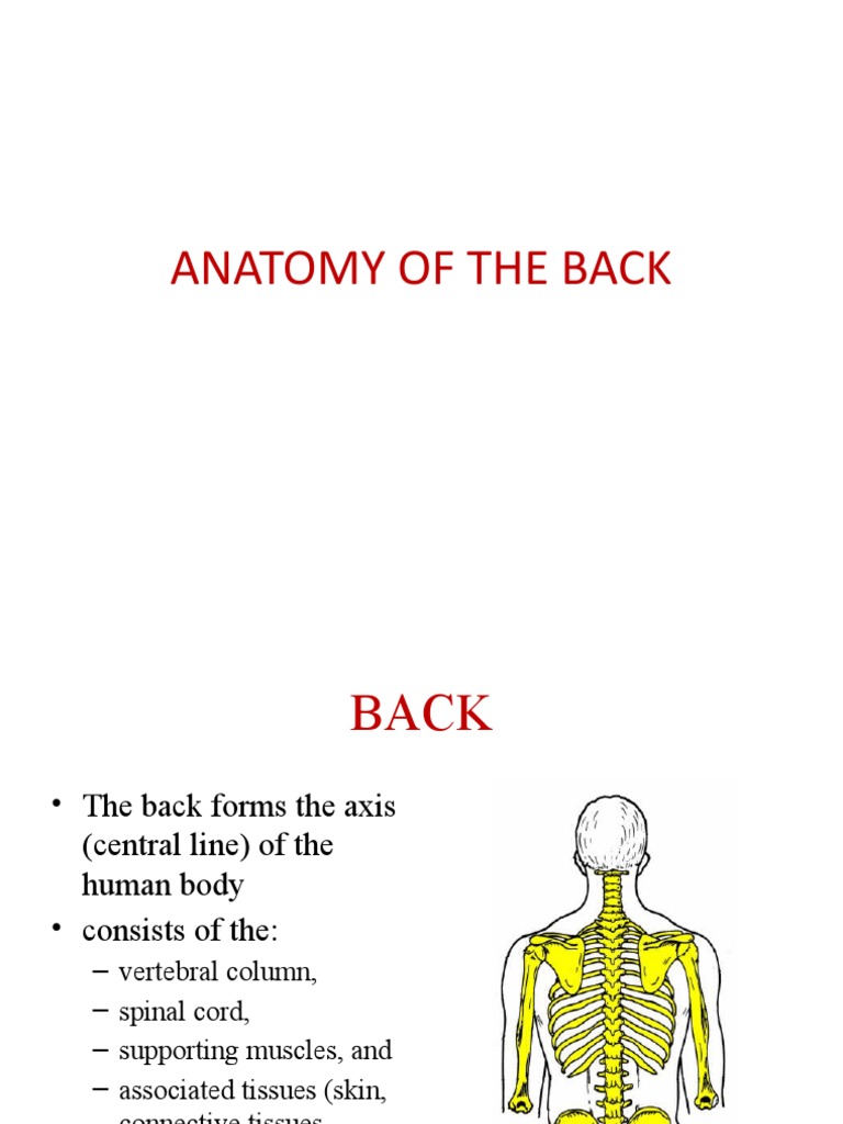 Anatomy of The Back | PDF | Vertebra | Vertebral Column