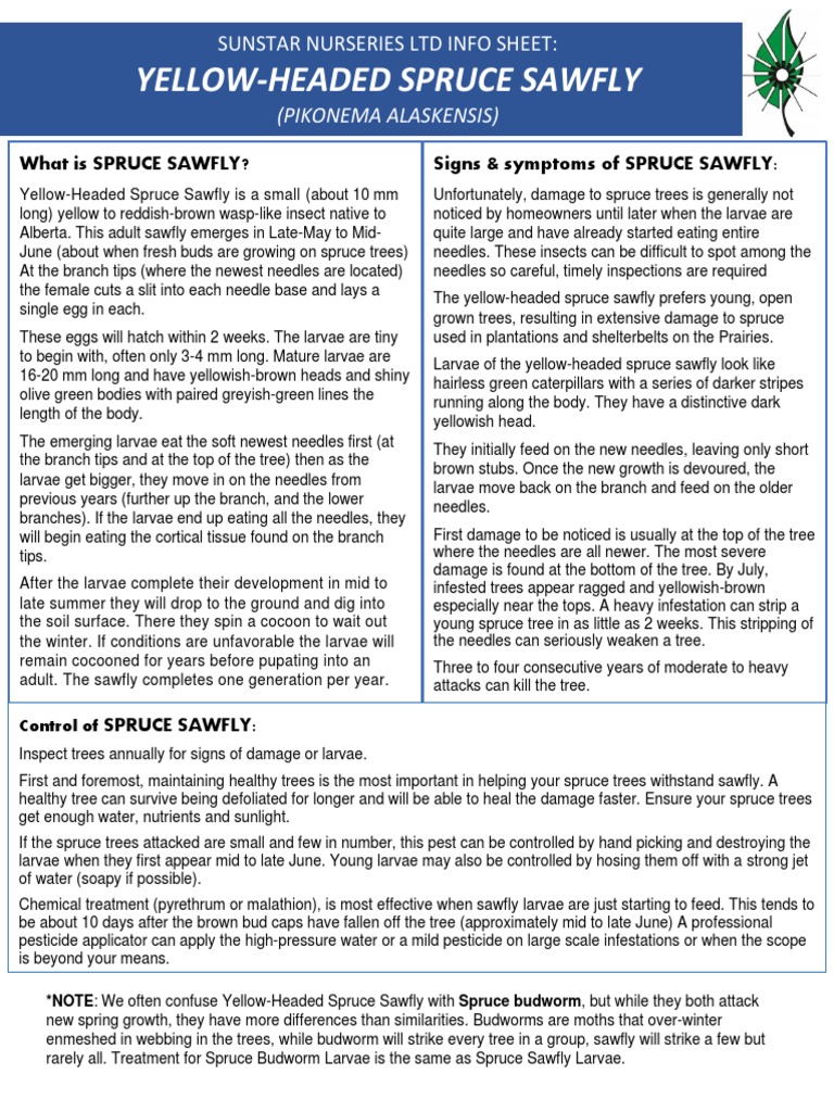 Info Sheet - Yellow Headed Spruce Sawfly | PDF | Spruce | Trees