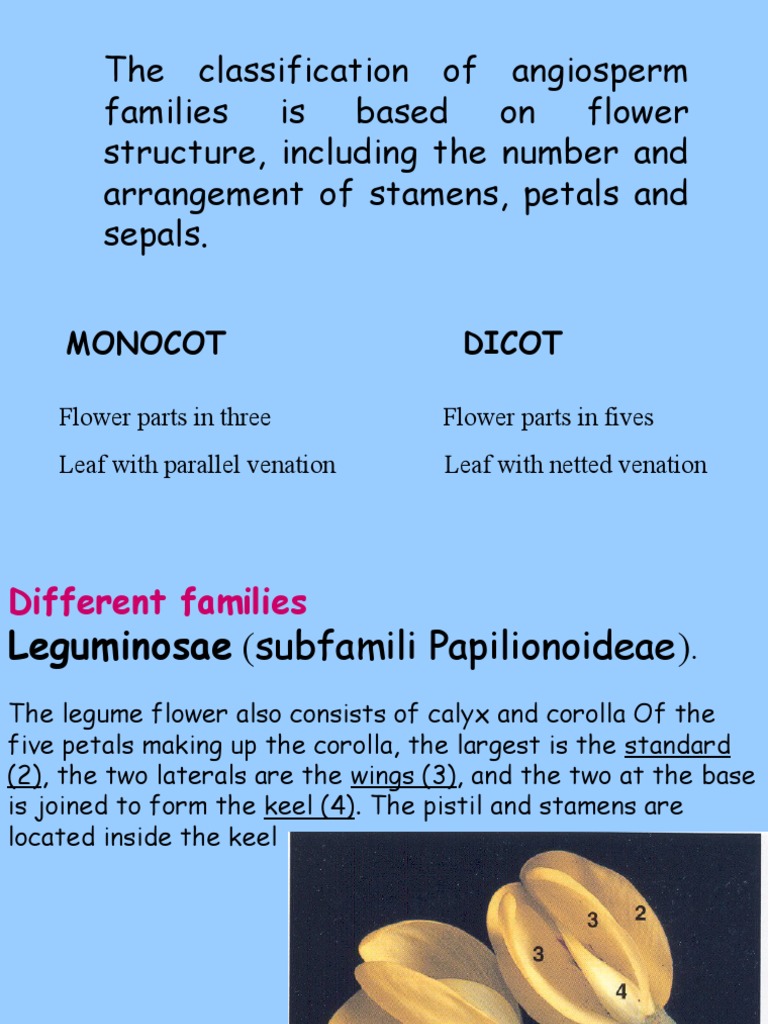 4 Flower of Different Families | PDF | Petal | Flowers