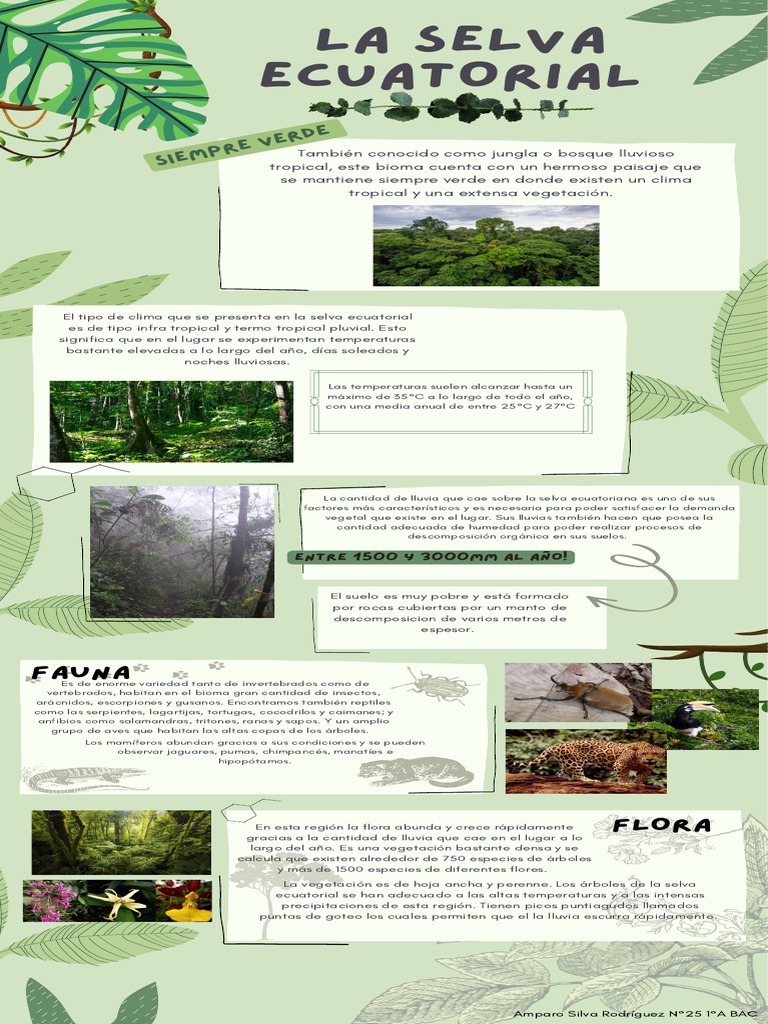 La Selva Ecuatorial | PDF | Selva | Zona tropical