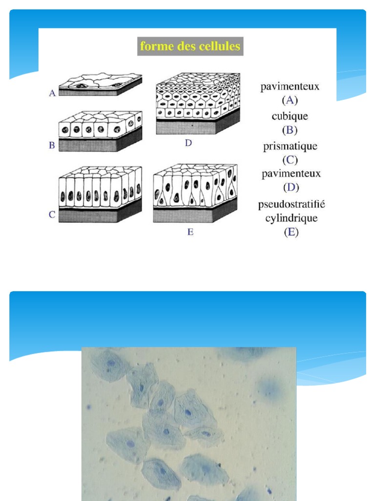 Curs 2 - Histologie | PDF