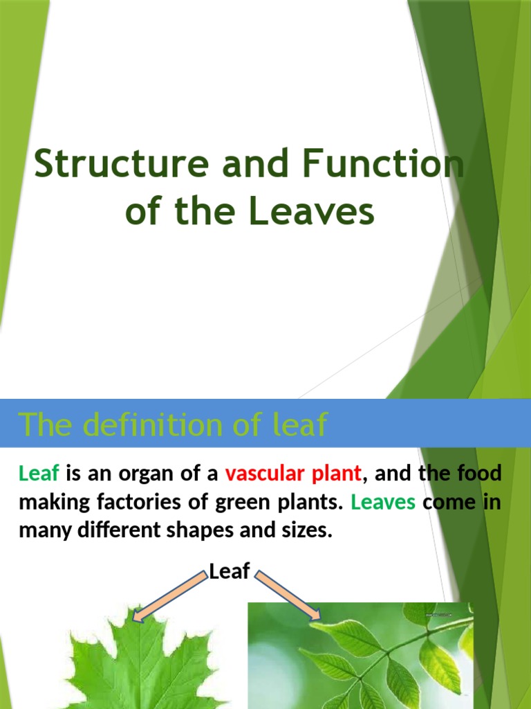 Internal Structure of A Leaf | PDF | Leaf | Stoma