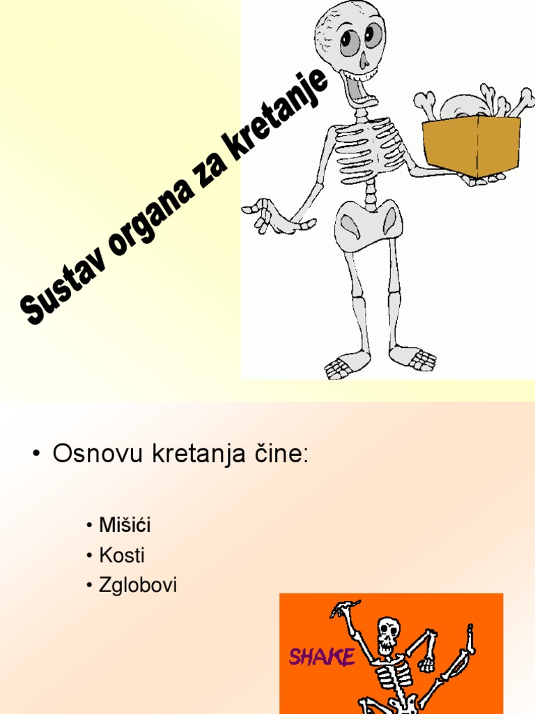 Sustav Organa Za Kretanje | PDF