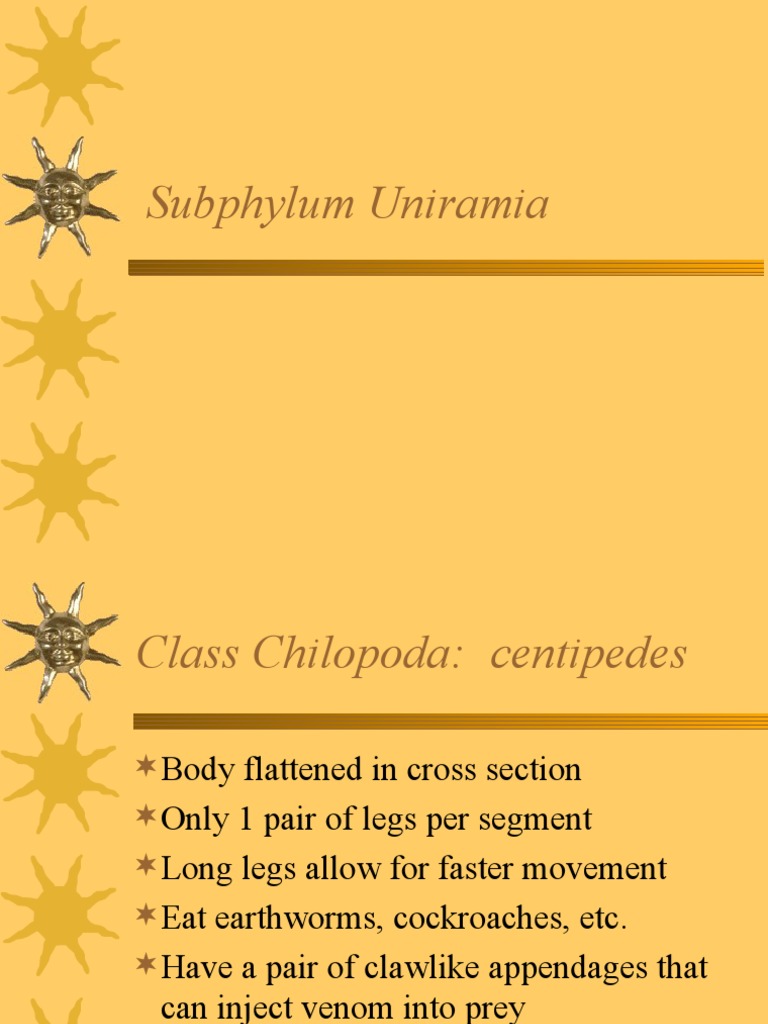 Subphylum Uniramia | PDF