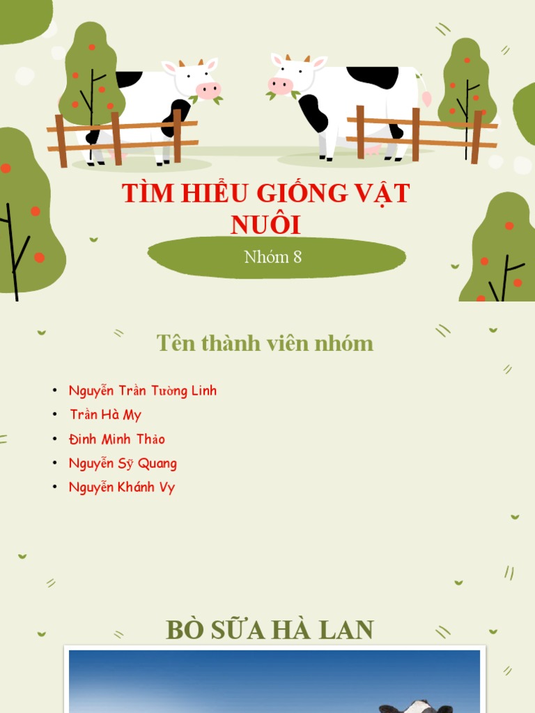 Bò S A Hà Lan - Nhóm 8 | PDF