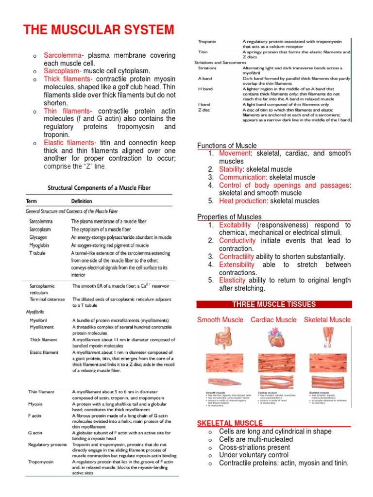 The Muscular System Anaphy Lab | PDF | Skeletal Muscle | Muscle Contraction