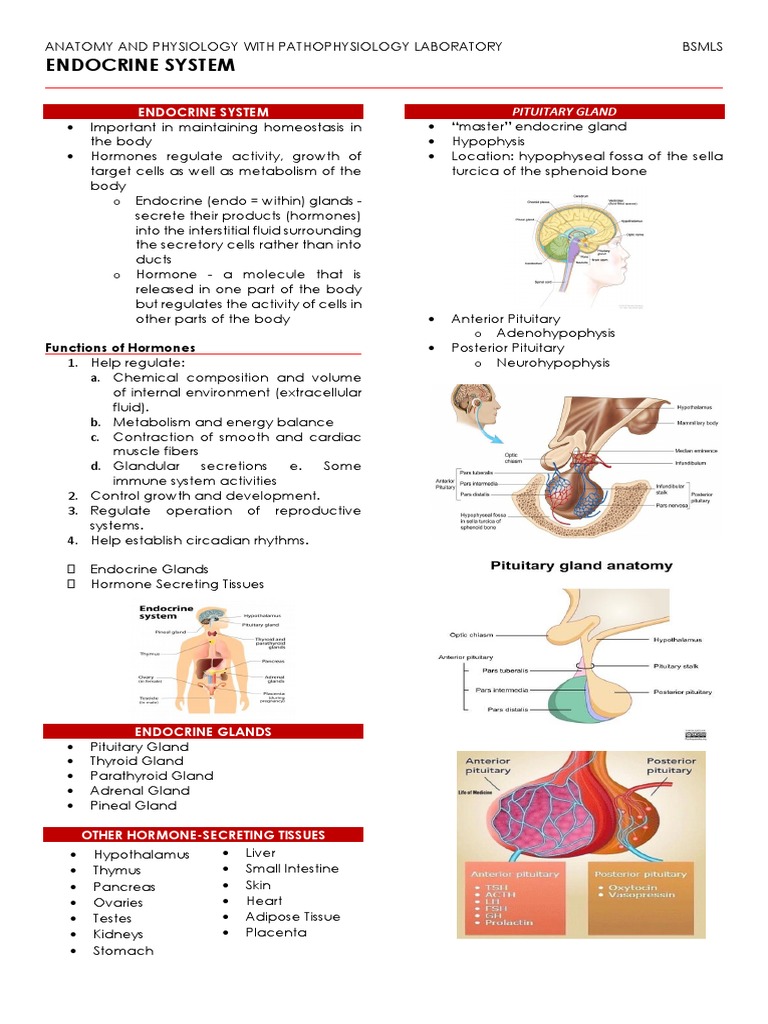 Endocrine System Notes | PDF | Endocrine System | Pancreas