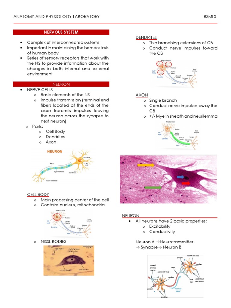 Nervous System Notes | PDF | Neuron | Nervous System