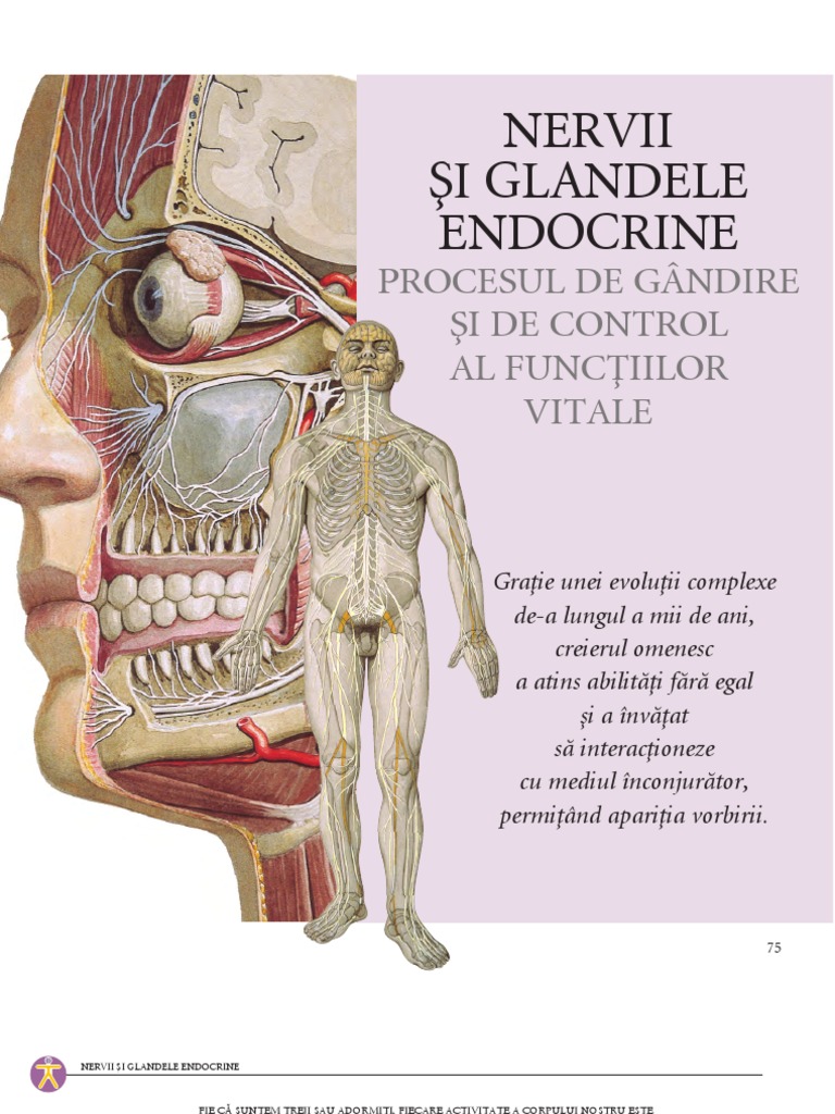 Site Atlas Anatomie | PDF