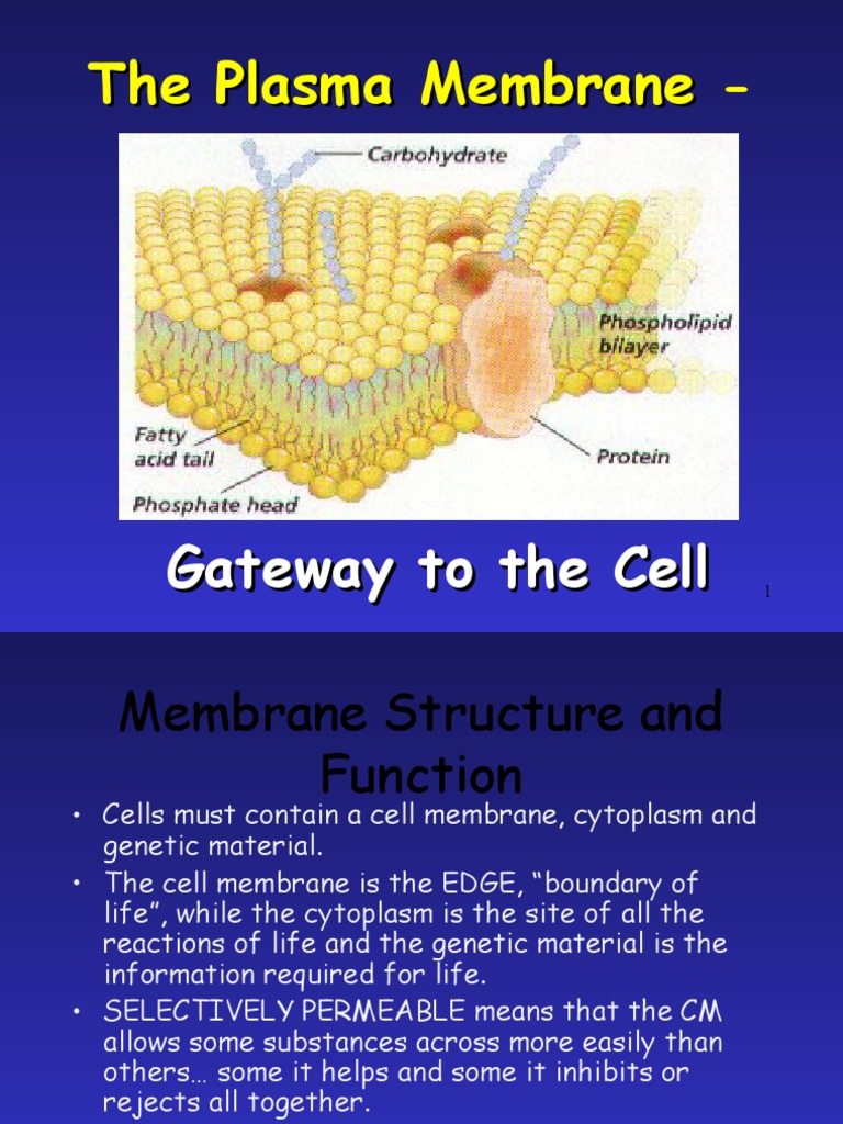 Plasma Membrane Structure and Functions | PDF | Cell Membrane | Biophysics