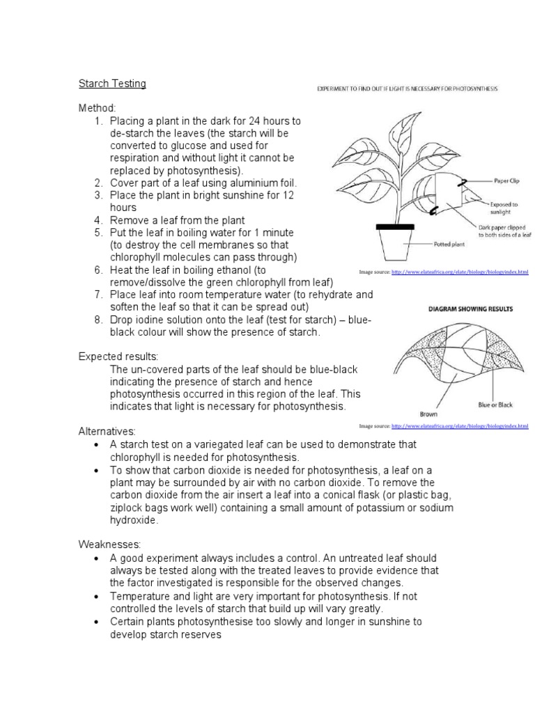 Starch Test | PDF | Starch | Leaf