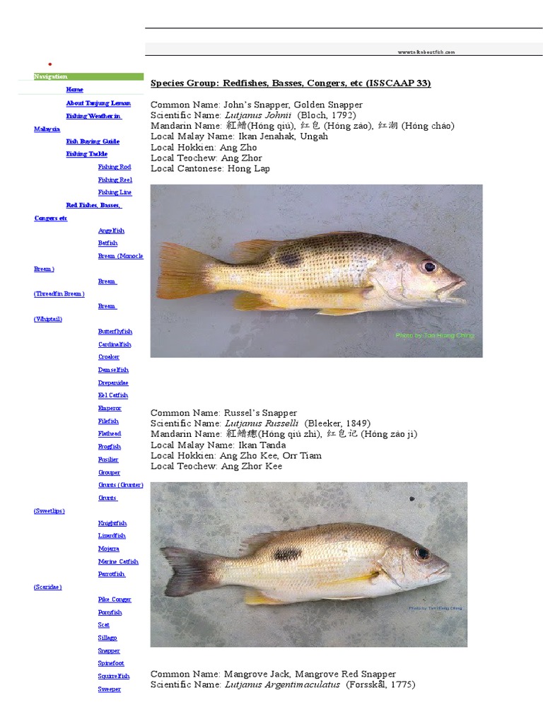 Red Snappers, Groupers, and Other Reef Fish Species of Southeast Asia ...