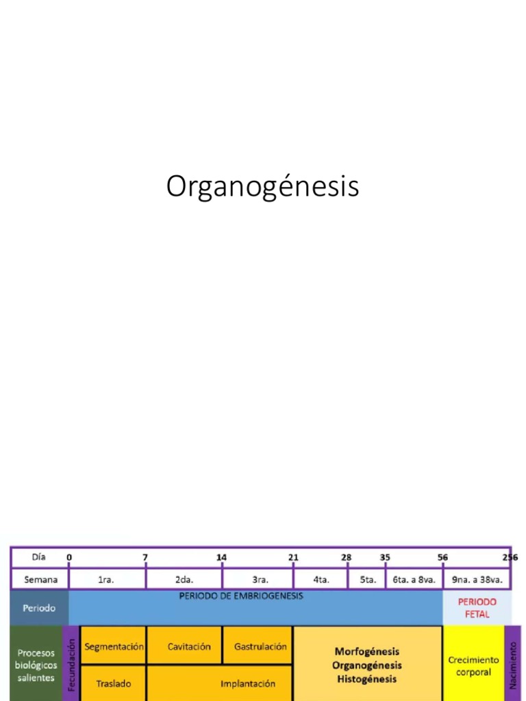 Organogénesis (Detallada) | PDF | Zoología | Biología del desarrollo