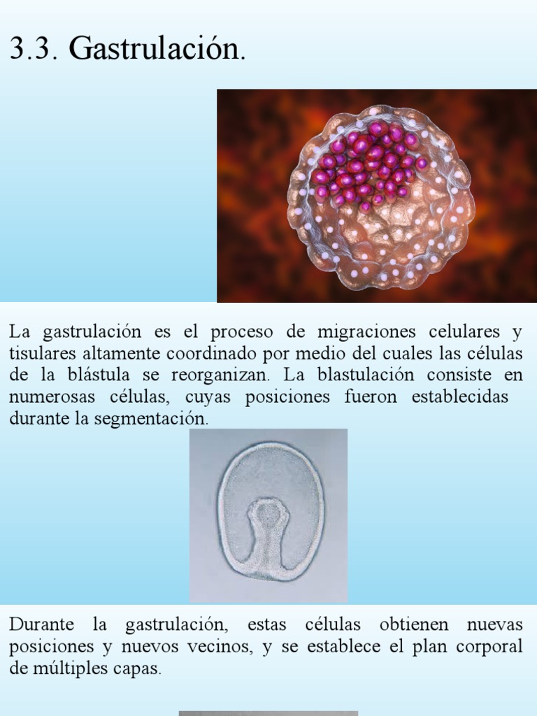 Gastrulación | PDF | Procesos biologicos | Reproducción