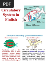 Fish Circulatory System Overview | PDF | Blood | Vein