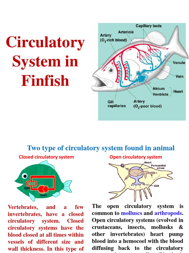 Circulatory System in Finfish | PDF | Circulatory System | Heart