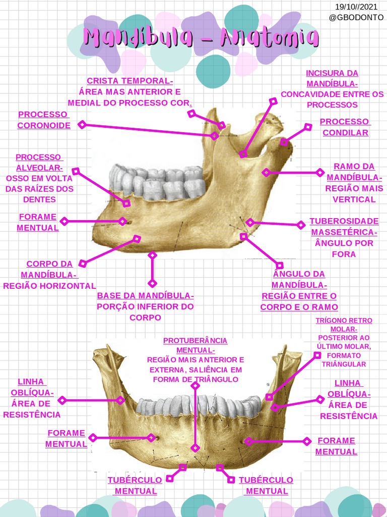 Mandíbula - Anatomia | PDF