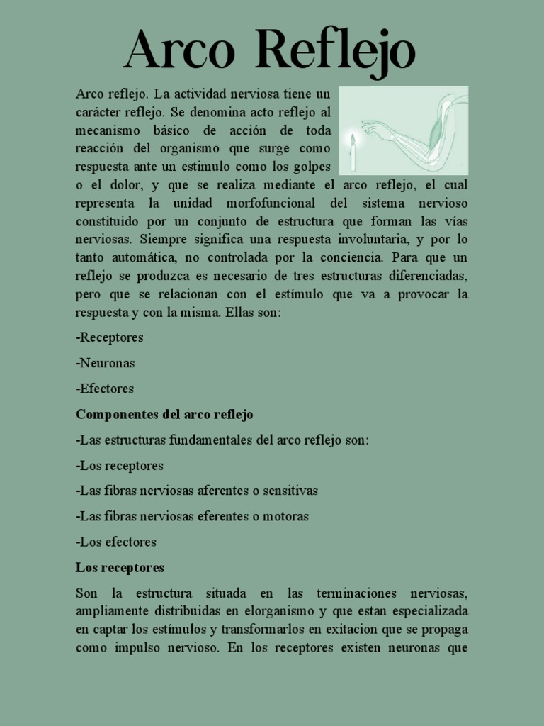 Arco Reflejo | PDF | Sistema nervioso | Nervio