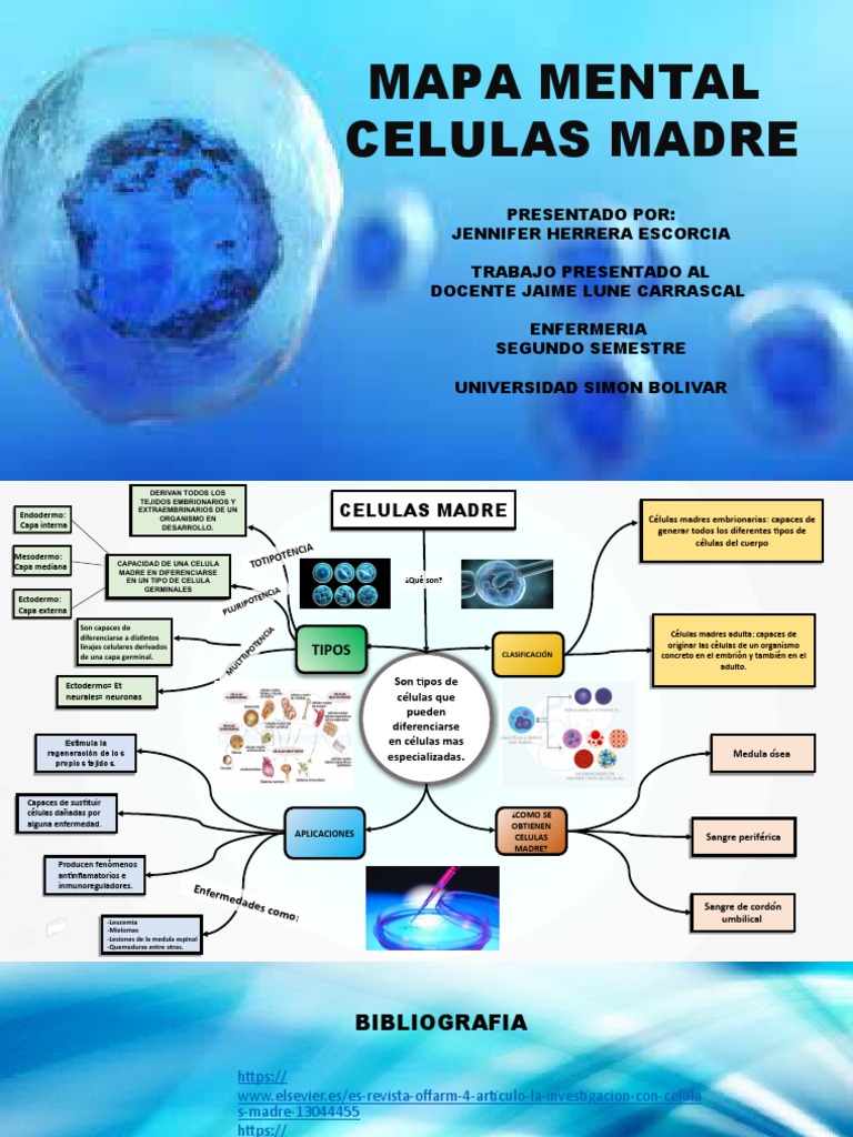 MAPA MENTAL CELULAS MADRE - pptx22 | PDF | Célula madre | Reproducción