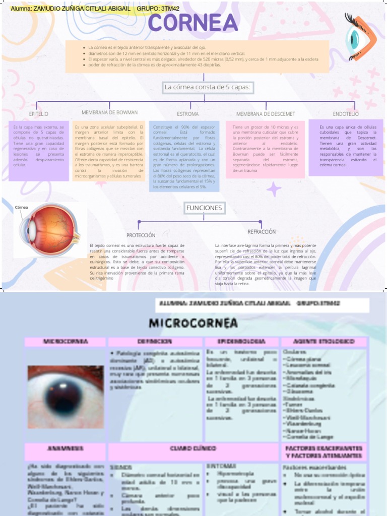 Anatomía y Patologías de la Córnea | PDF | Córnea | Glaucoma
