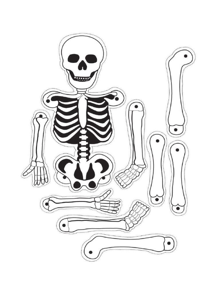 Human Skeleton Model | PDF