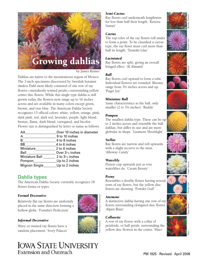 Growing Dahlias: Dahlia Types | PDF | Flowers | Beetle