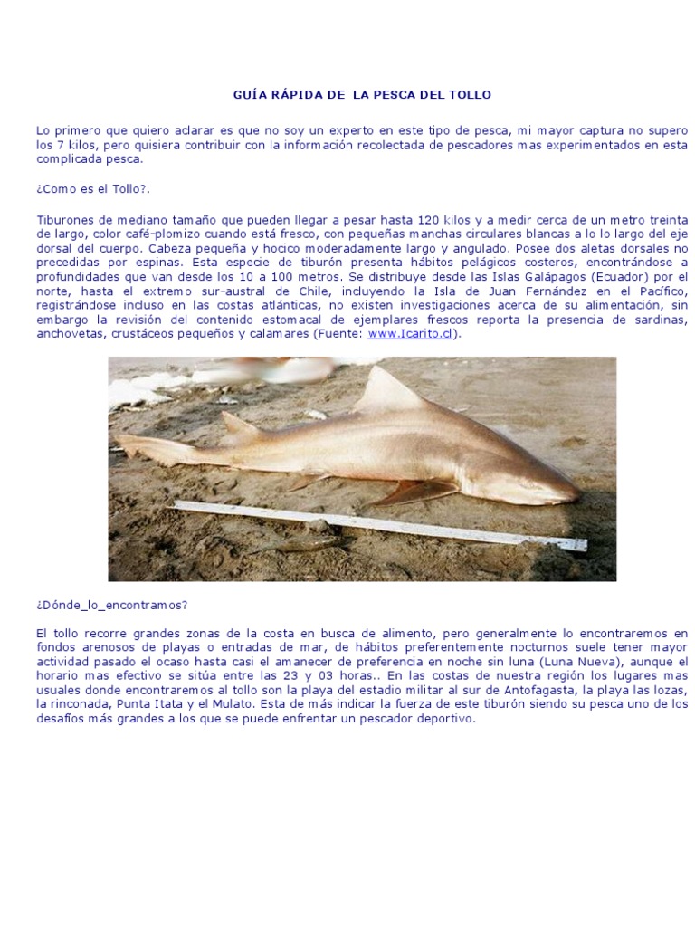 Guía Básica para Pescar Tollo | PDF | Tiburones | Carne
