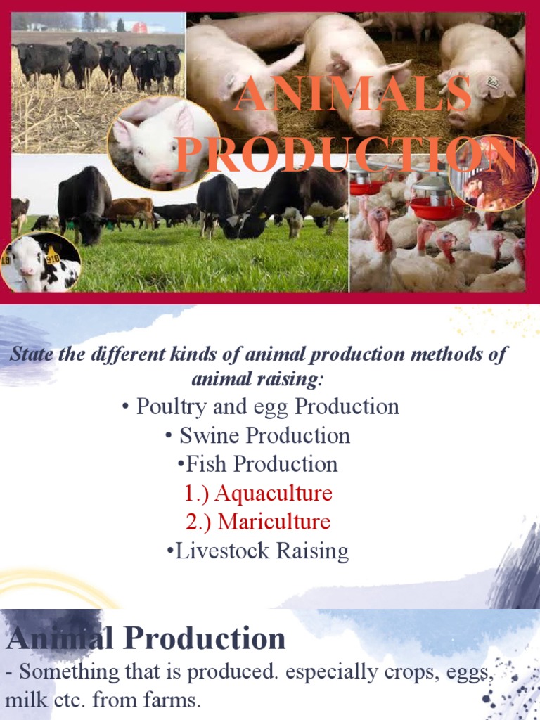 Animal Production | PDF | Chicken | Poultry