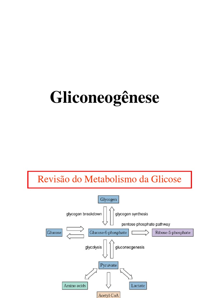 Gliconeogenese | Glicolise | Bioquímica