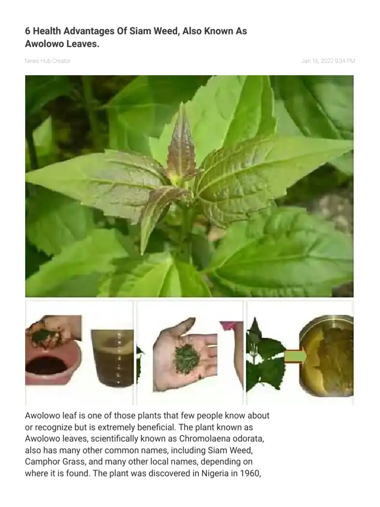 6 Health Advantages of Siam Weed, Also Known As Awolowo Leaves. | PDF ...