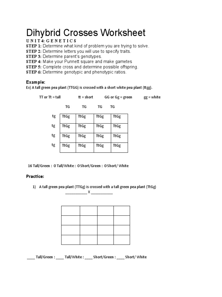 4.04 Dihybrid Cross Worksheet | PDF
