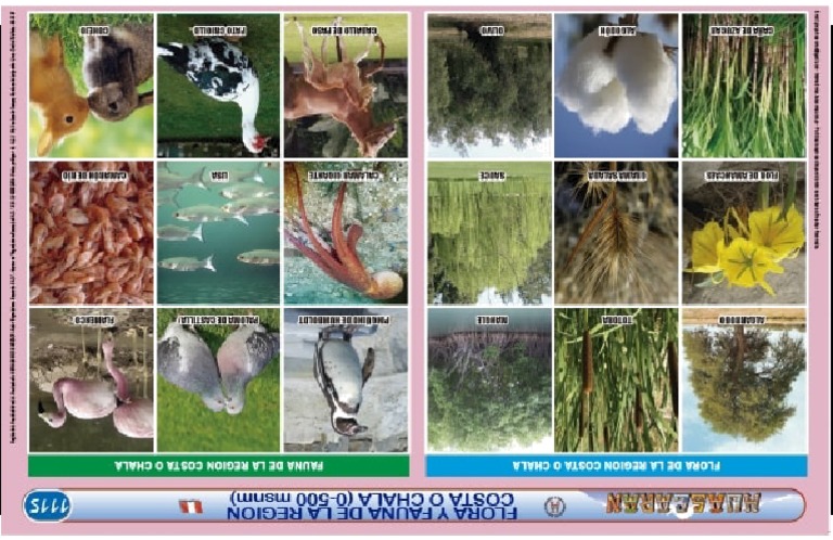1115 Flora y Fauna de La Región Costa o Chala | PDF
