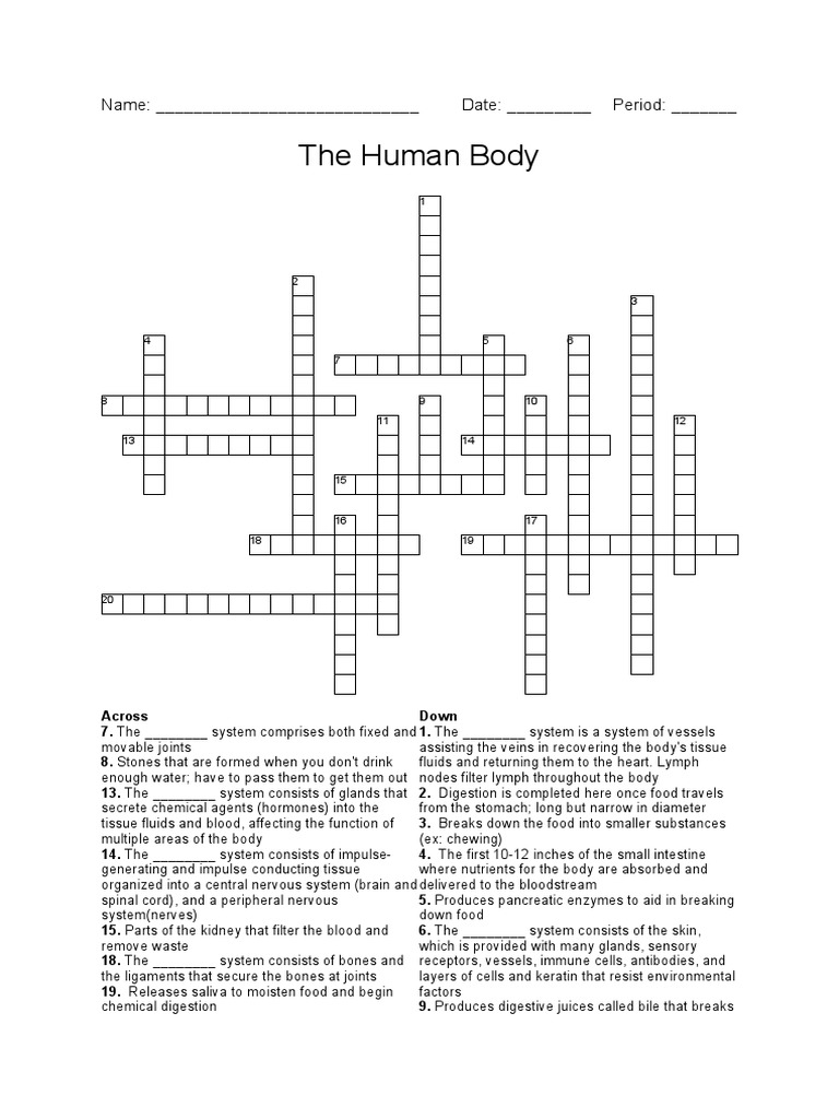 The Human Body Crossword | PDF | Human Body | Respiratory Tract