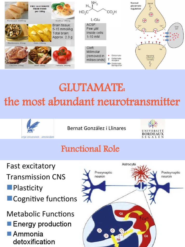 Glutamate: The Most Abundant Neurotransmitter: Bernat González I ...