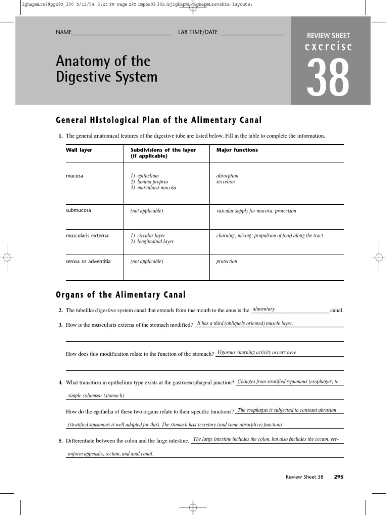 Anatomy of The Digestive System: Exercise | Download Free PDF | Human ...