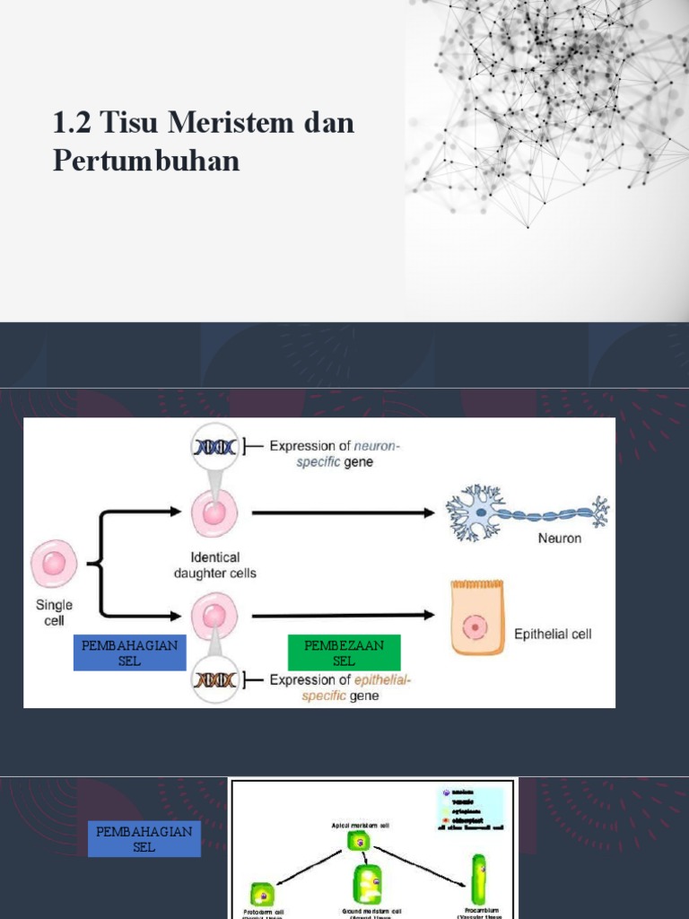 1.2 Tisu Meristem Dan Pertumbuhan | PDF