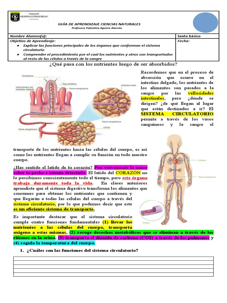 Guía del Sistema Circulatorio | PDF | Sangre | Sistema circulatorio