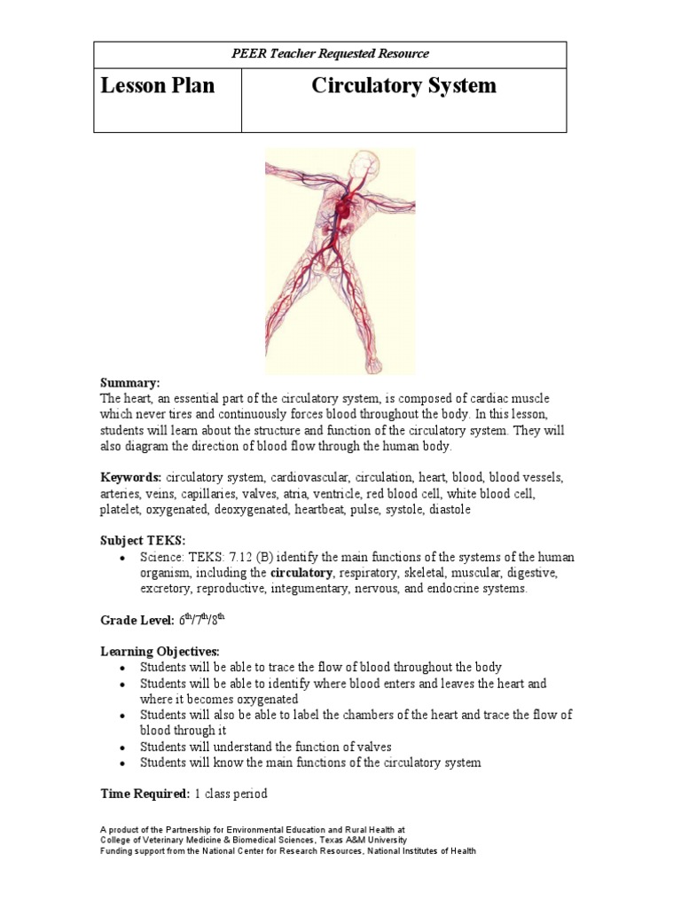 Circulatory System Lesson Plan | PDF | Circulatory System | Heart