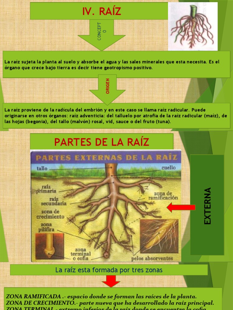 Raíz Clas 5 | PDF | Raíz | Tallo de la planta