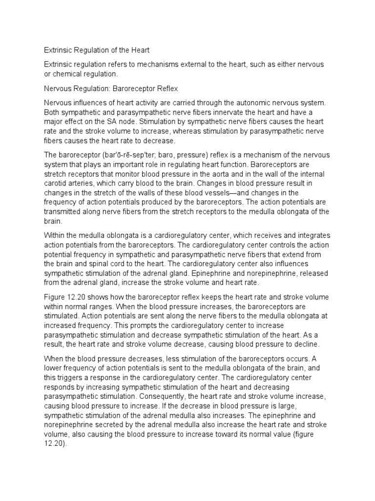 Extrinsic Regulation of The Heart | PDF | Heart | Heart Rate