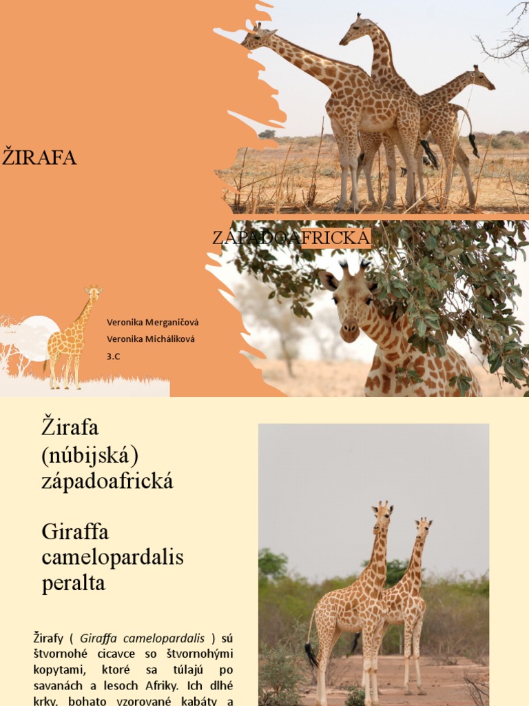 Zirafa | PDF
