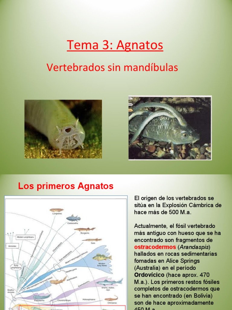 Agnatos: Vertebrados sin Mandíbulas | PDF | Vertebrados | Pescado