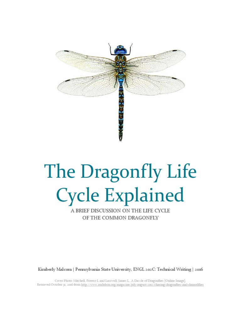 ENGL202C Life Cycle of A Dragonfly 160ontf | PDF | Dragonfly | Insects
