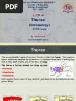 Insect Head Types: Hypognathous, Prognathous, Opisthognathous | PDF