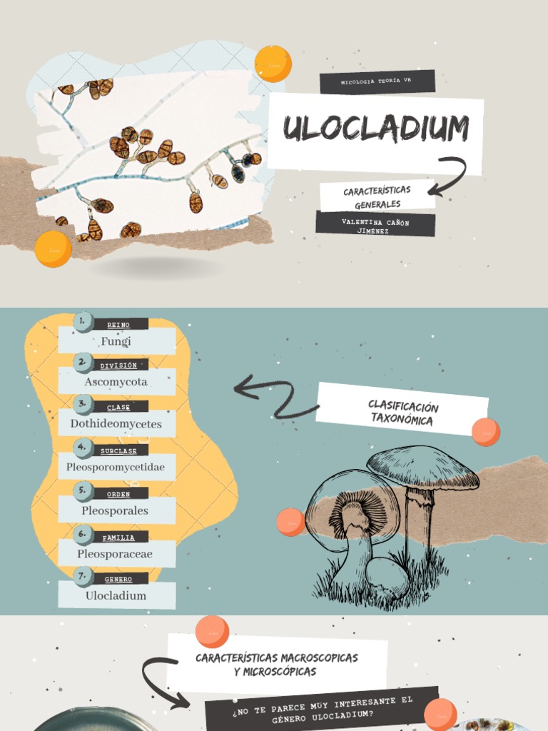 Ulocladium SP | PDF | Horticulture And Gardening | Organisms