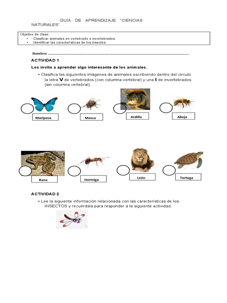 Guía Insectos | PDF | Insectos | Zoología