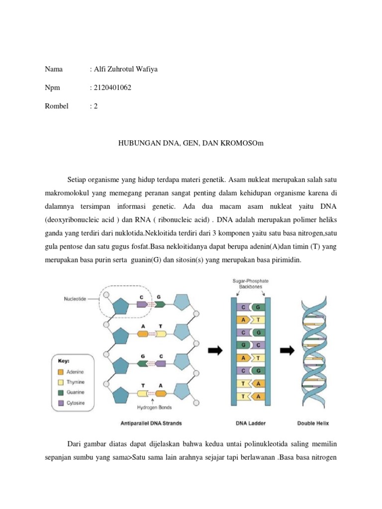 Hubungan DNA, Gen Dan Kromosom | PDF